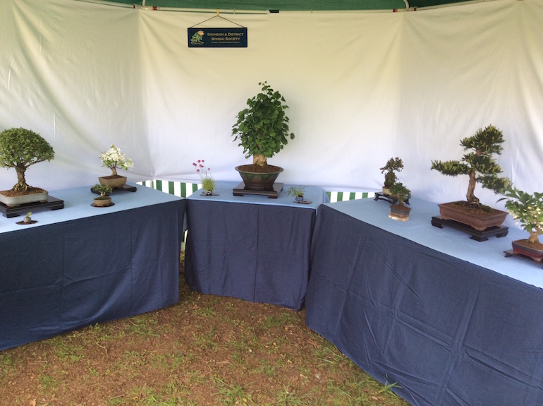 Bonsai @ Rowdeford School - Swindon & District Bonsai