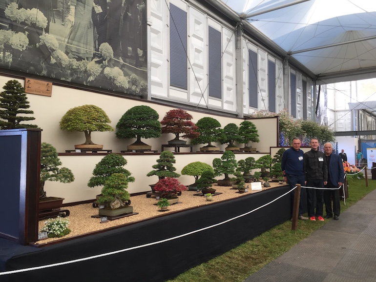 Swindon Bonsai @ Chelsea 2016 - Swindon & District Bonsai