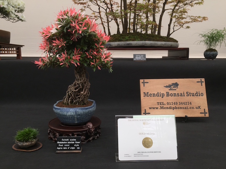 John Trott Gold @ Chelsea - Swindon & District Bonsai