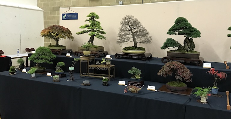 Club displays at Heathrow Bonsai Show 2016 - Swindon & District Bonsai