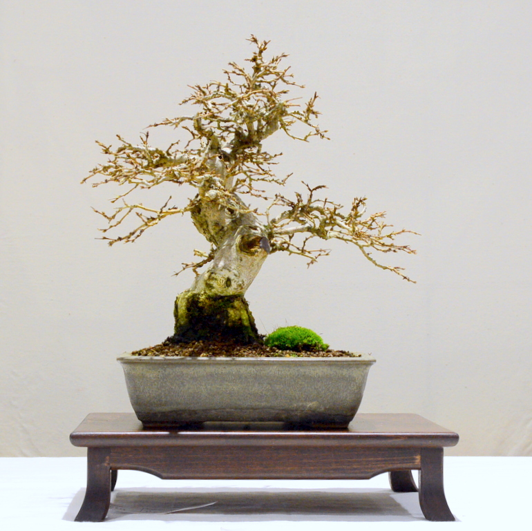 Quick guide to species for deciduous bonsai - Swindon & District Bonsai