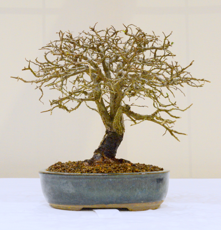 February tree of the month - Swindon & District Bonsai