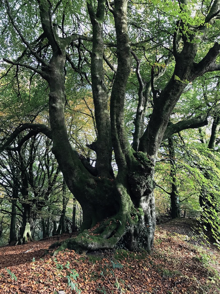 Ancient and veteran trees - Swindon & District Bonsai