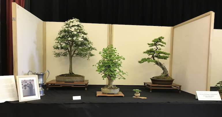Jack Bellinger Competition @Wessex - Swindon & District Bonsai