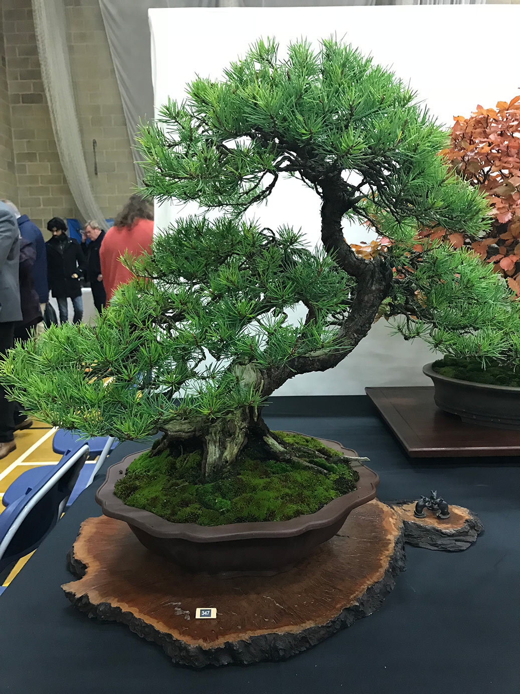Phoenix Bonsai@Heathrow 2017