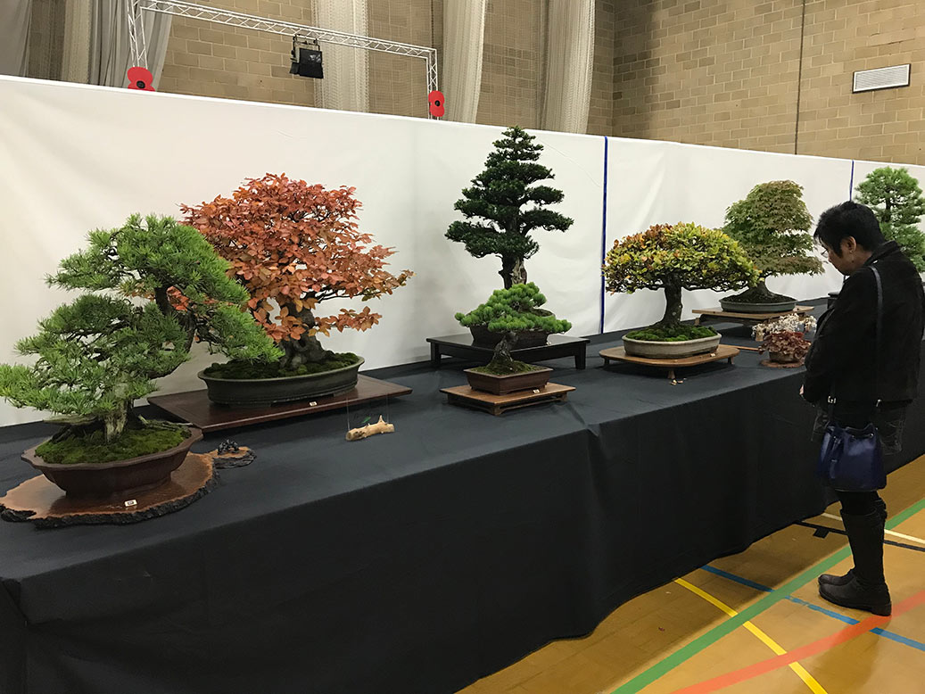 Phoenix Bonsai@Heathrow 2017 - Swindon & District Bonsai