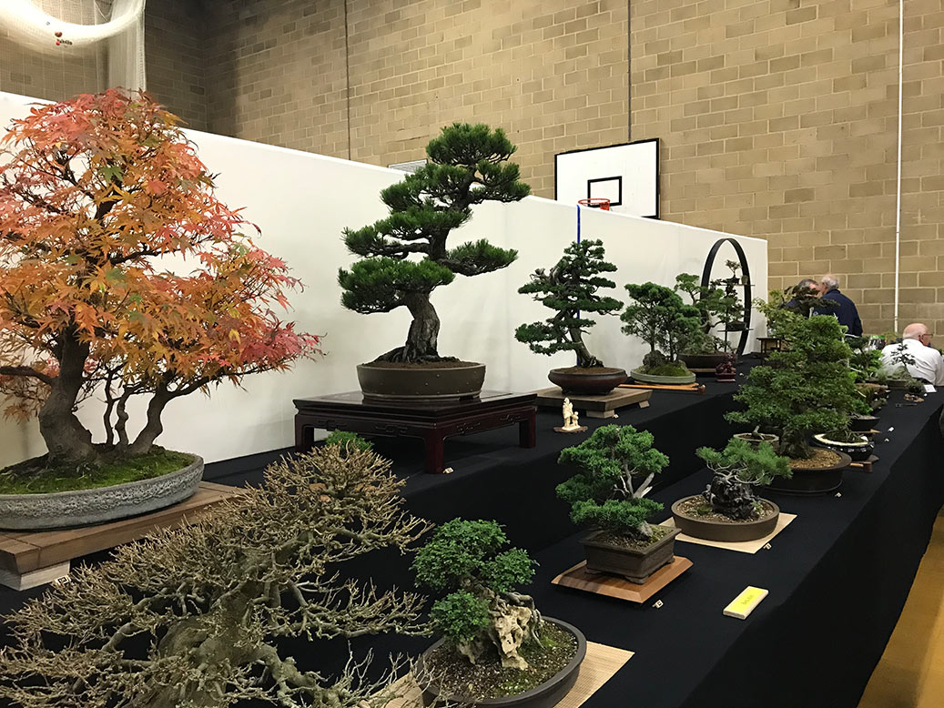 Berkshire Bonsai Club @Heathrow 2017 - Swindon & District Bonsai