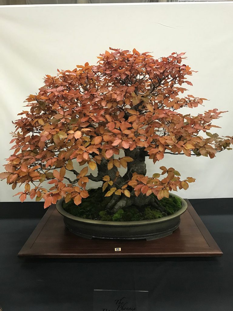 Quick guide to species for deciduous bonsai - Swindon & District Bonsai