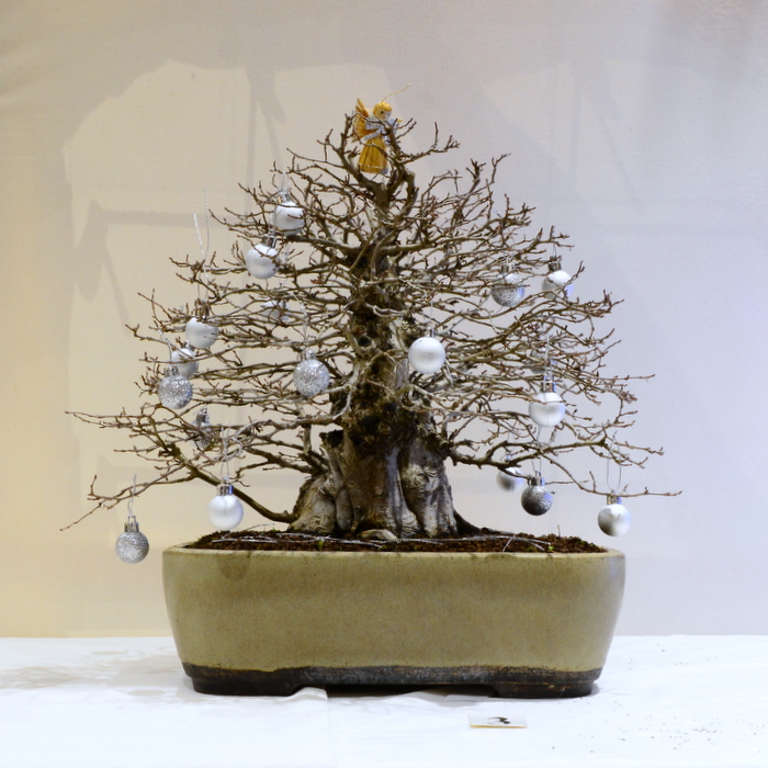 Quick guide to species for deciduous bonsai - Swindon & District Bonsai