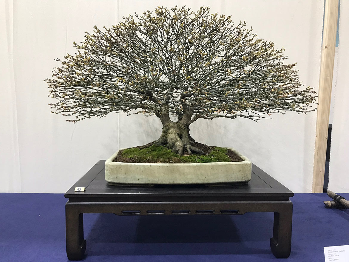 Quick guide to species for deciduous bonsai