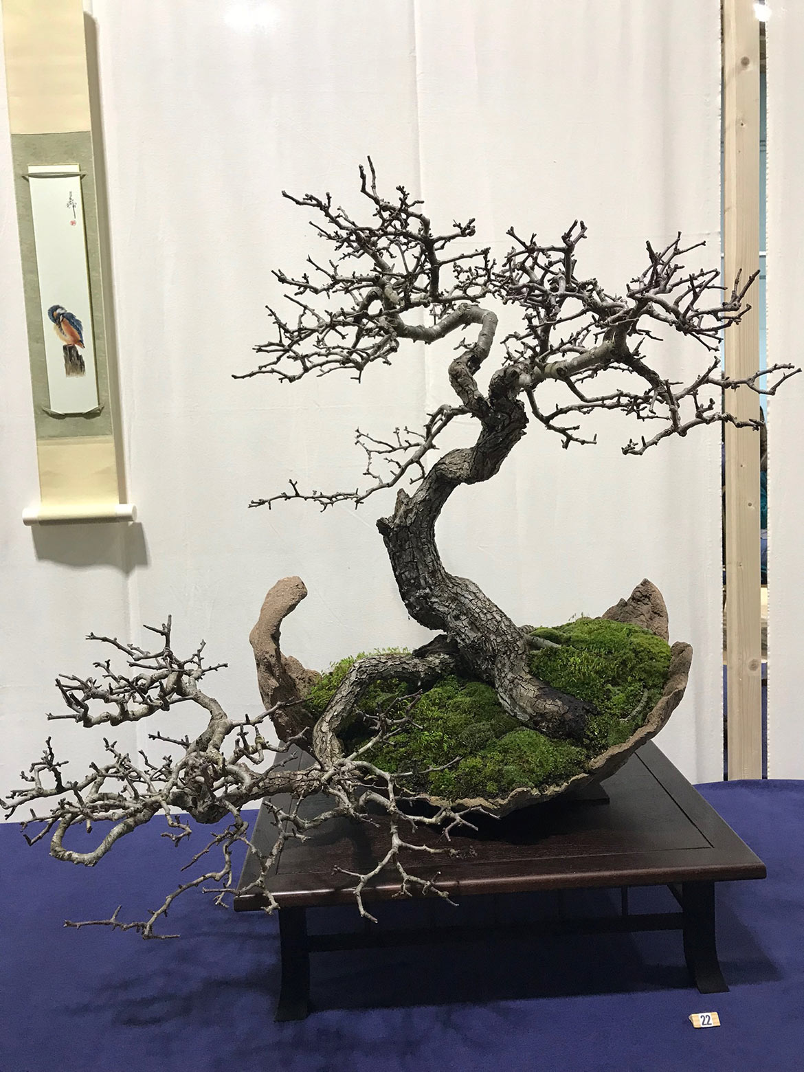 Quick guide to species for deciduous bonsai