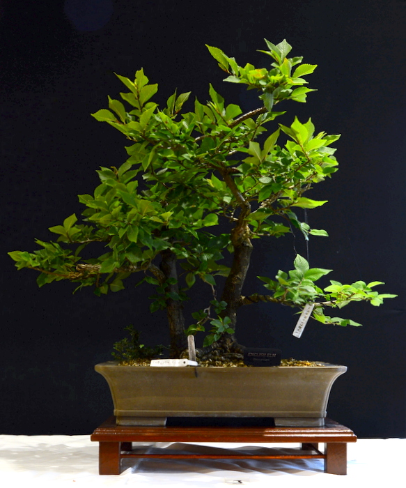 July tree of the month - Swindon & District Bonsai
