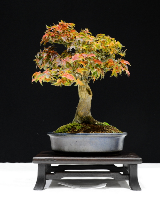 Quick guide to species for deciduous bonsai - Swindon & District Bonsai