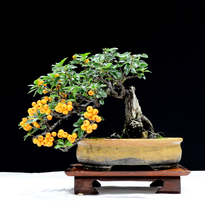 January tree of the month - Swindon & District Bonsai