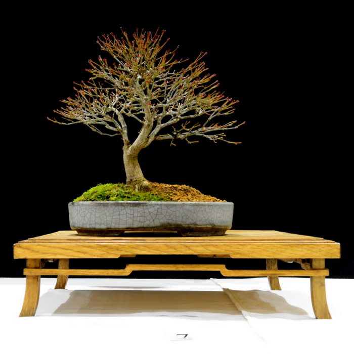 January tree of the month