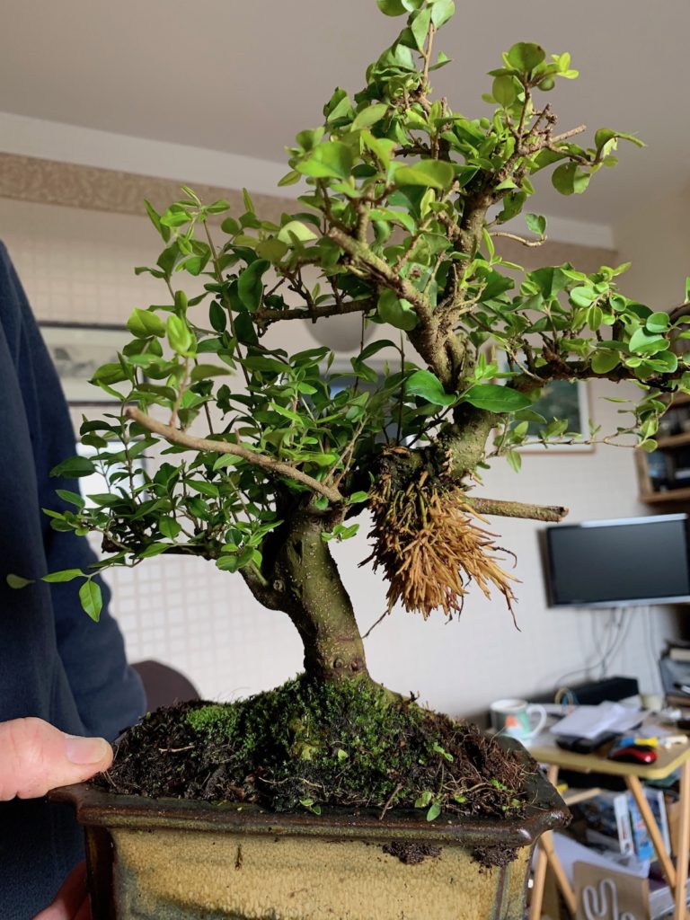 Aerial roots - Swindon & District Bonsai