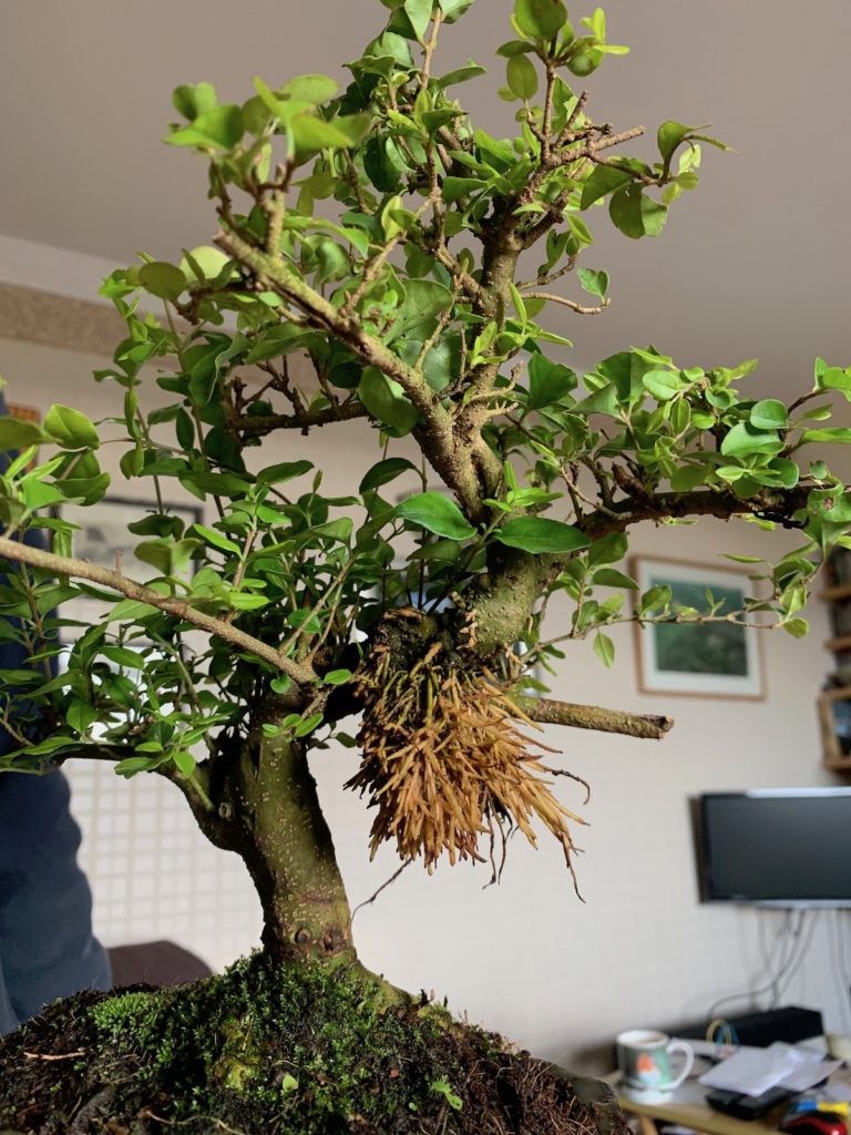 Aerial roots - Swindon & District Bonsai