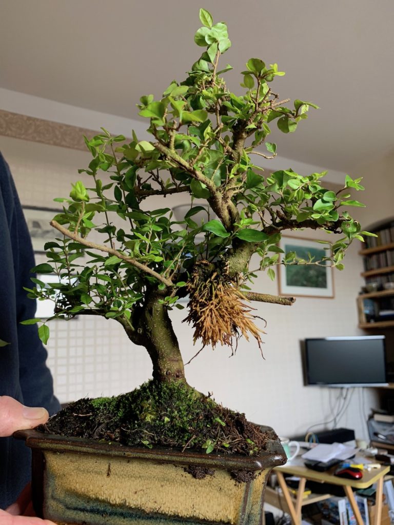 Aerial roots - Swindon & District Bonsai
