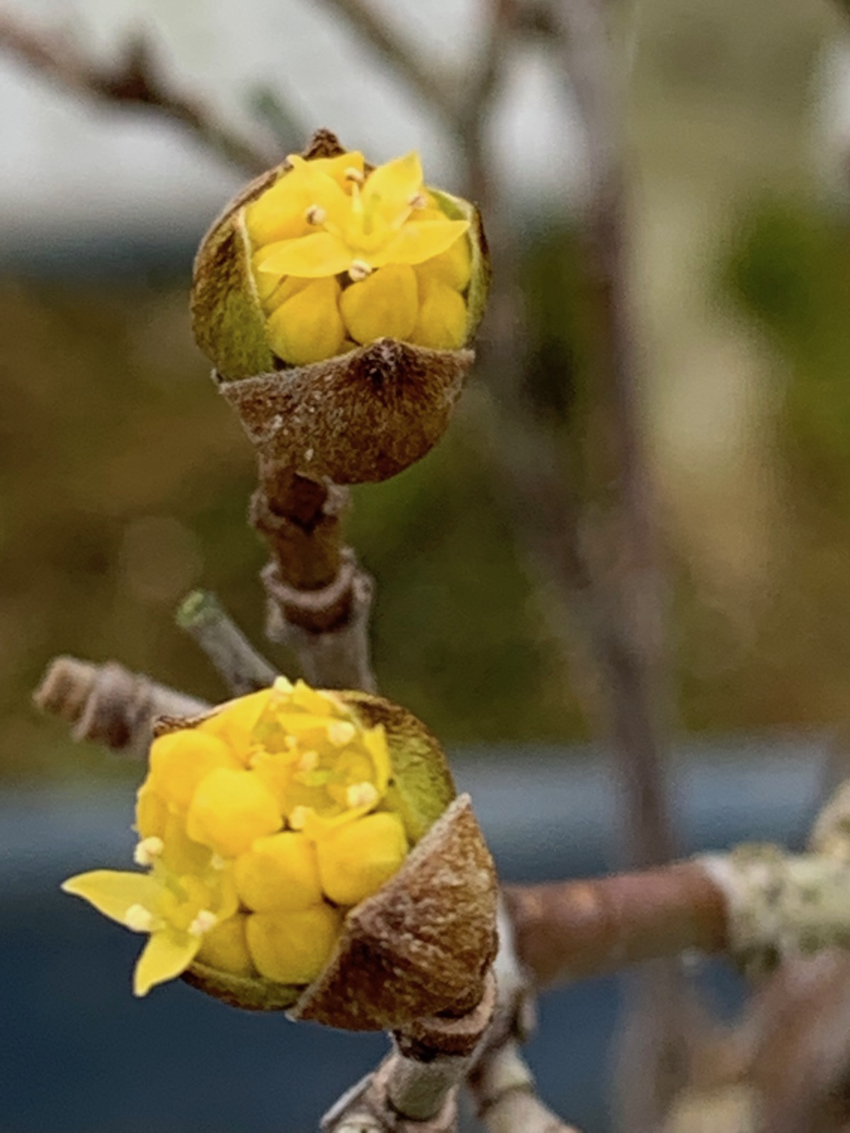 Bonsai flowers