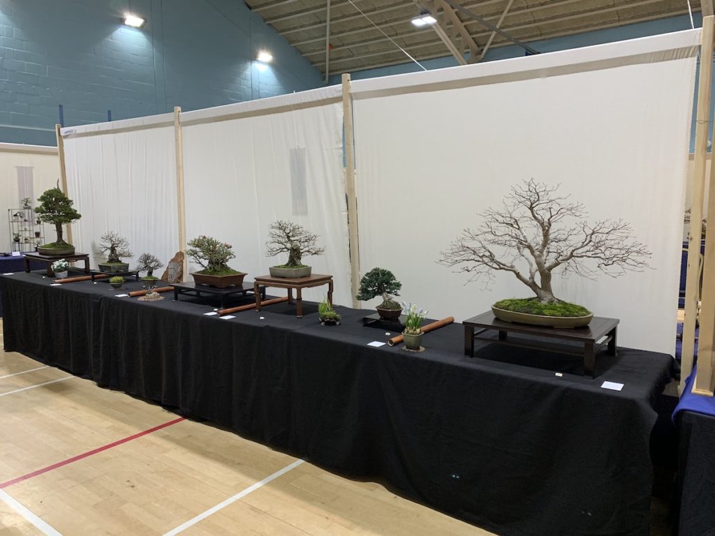 Ashfield Bonsai Club - Swindon & District Bonsai