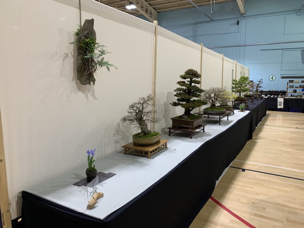 Phoenix Bonsai - Swindon & District Bonsai