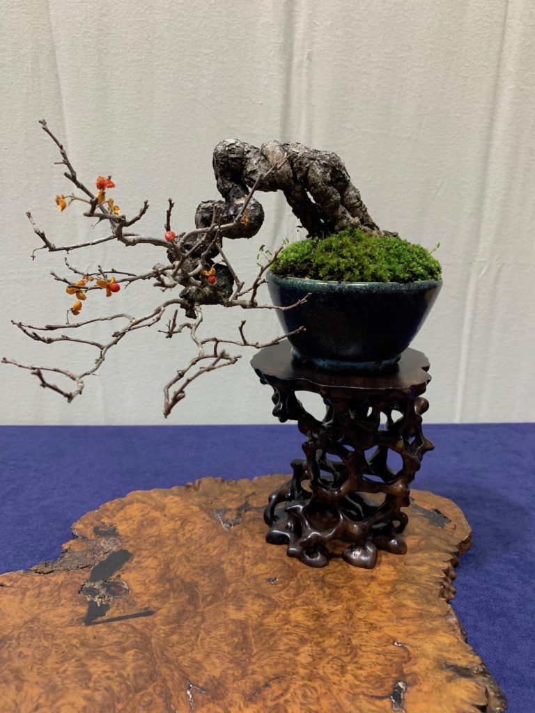 Stewart Beresford at our show - Swindon & District Bonsai