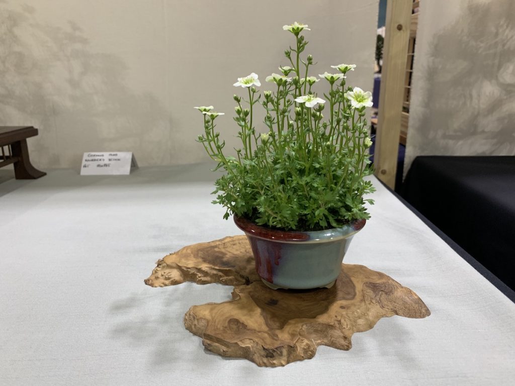 Phoenix Bonsai - Swindon & District Bonsai