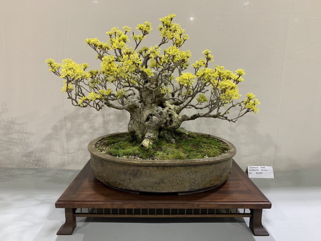 Phoenix Bonsai - Swindon & District Bonsai