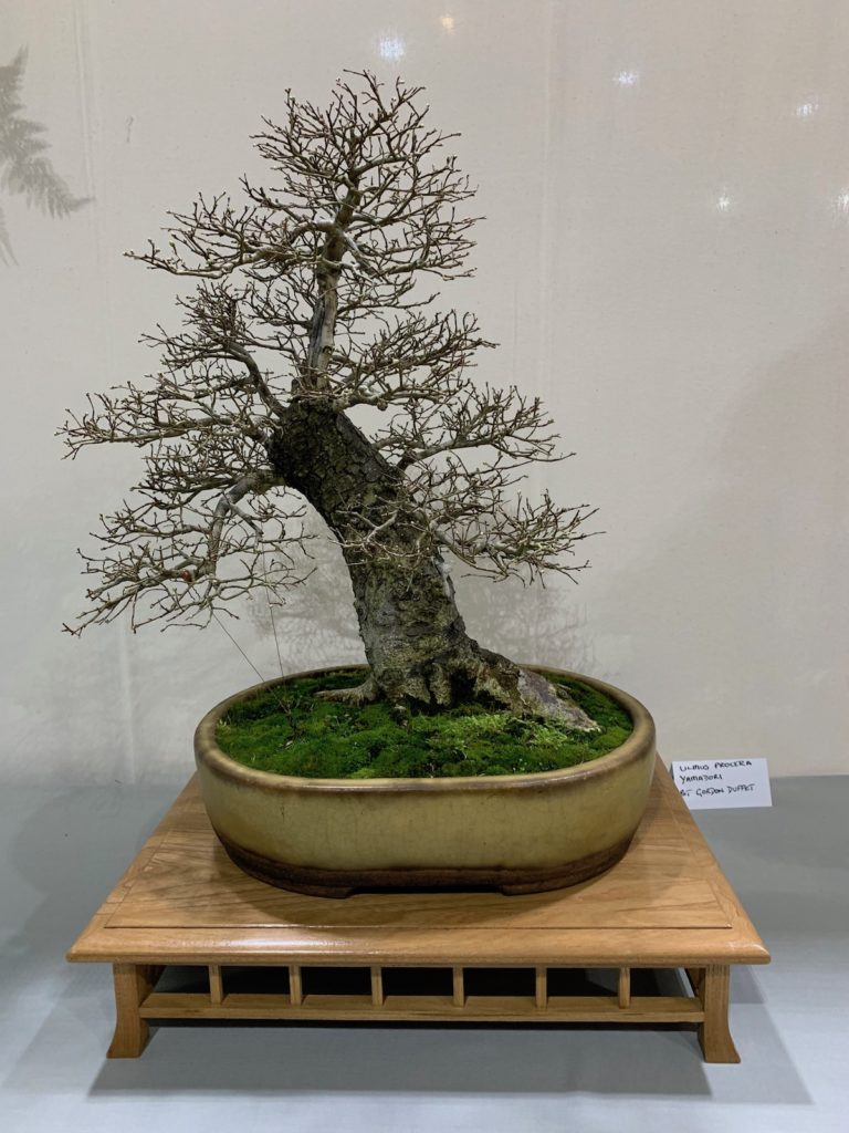 Phoenix Bonsai - Swindon & District Bonsai