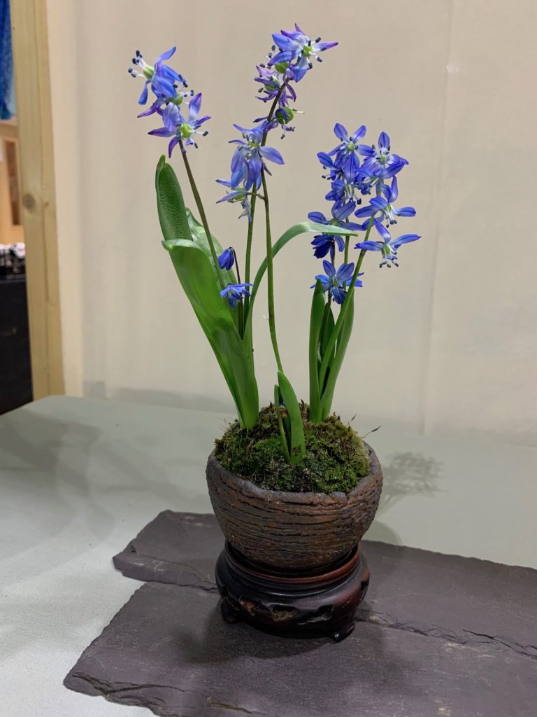 Phoenix Bonsai - Swindon & District Bonsai