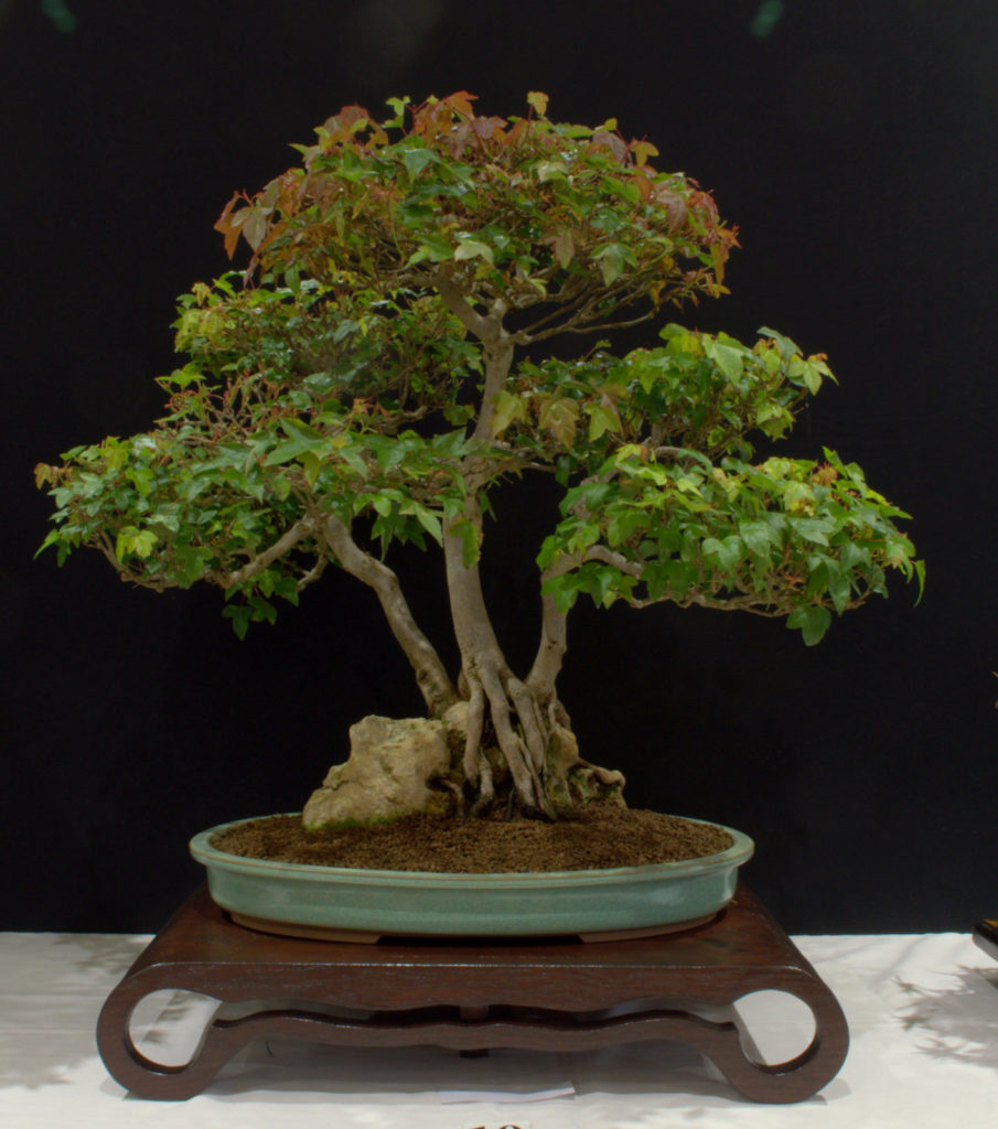 May tree of the month