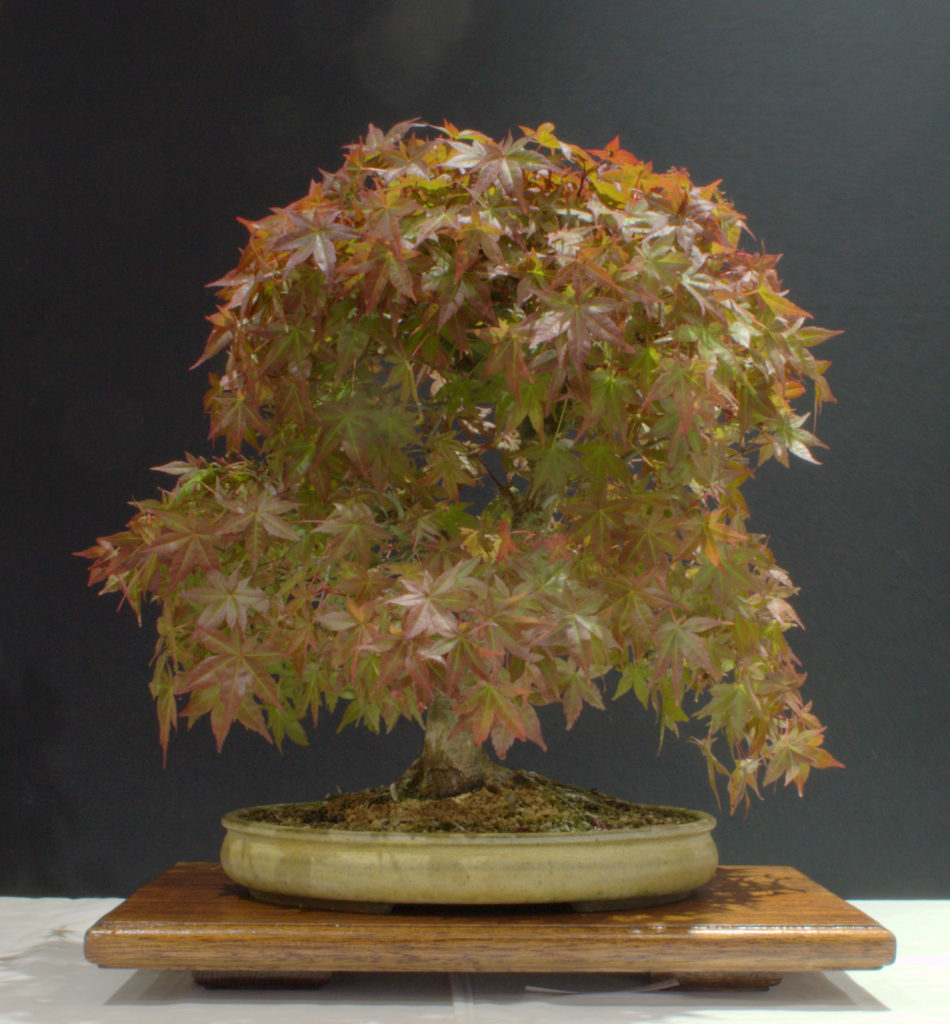 May tree of the month