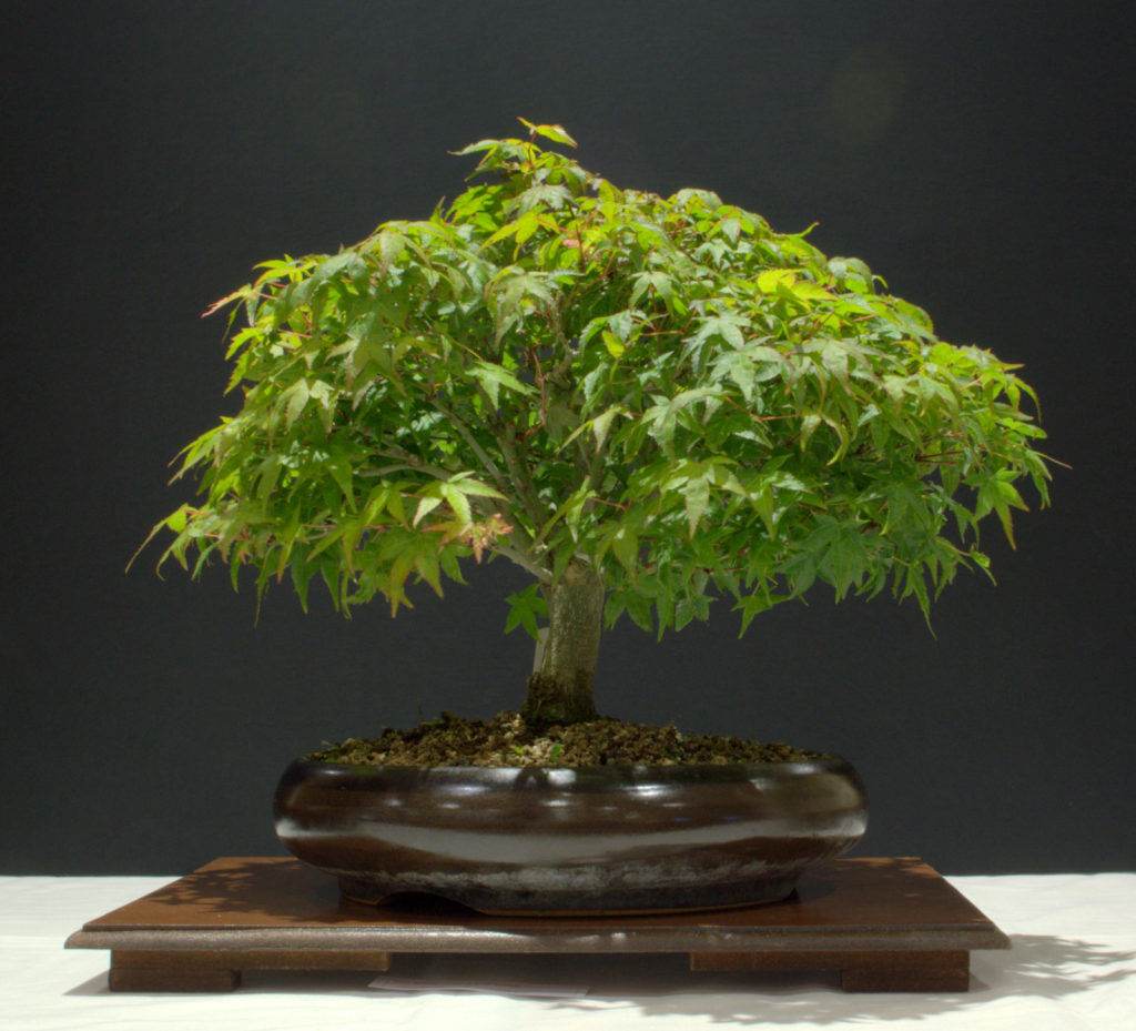 May tree of the month