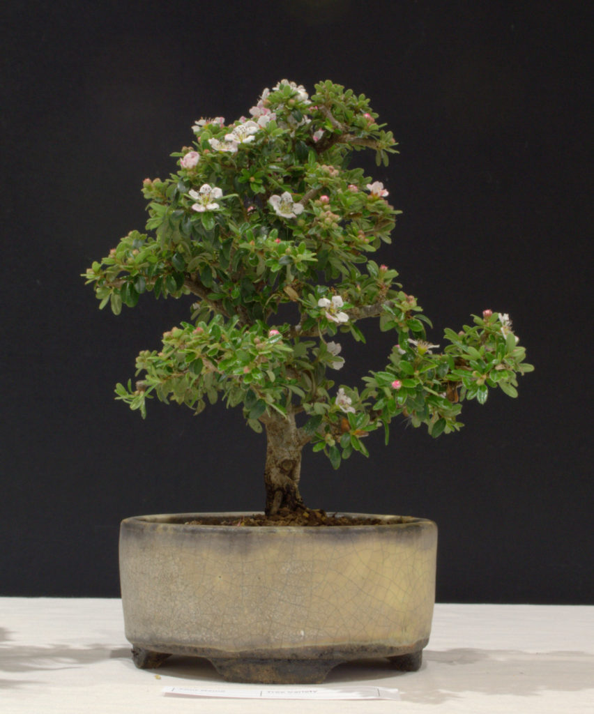 May tree of the month - Swindon & District Bonsai