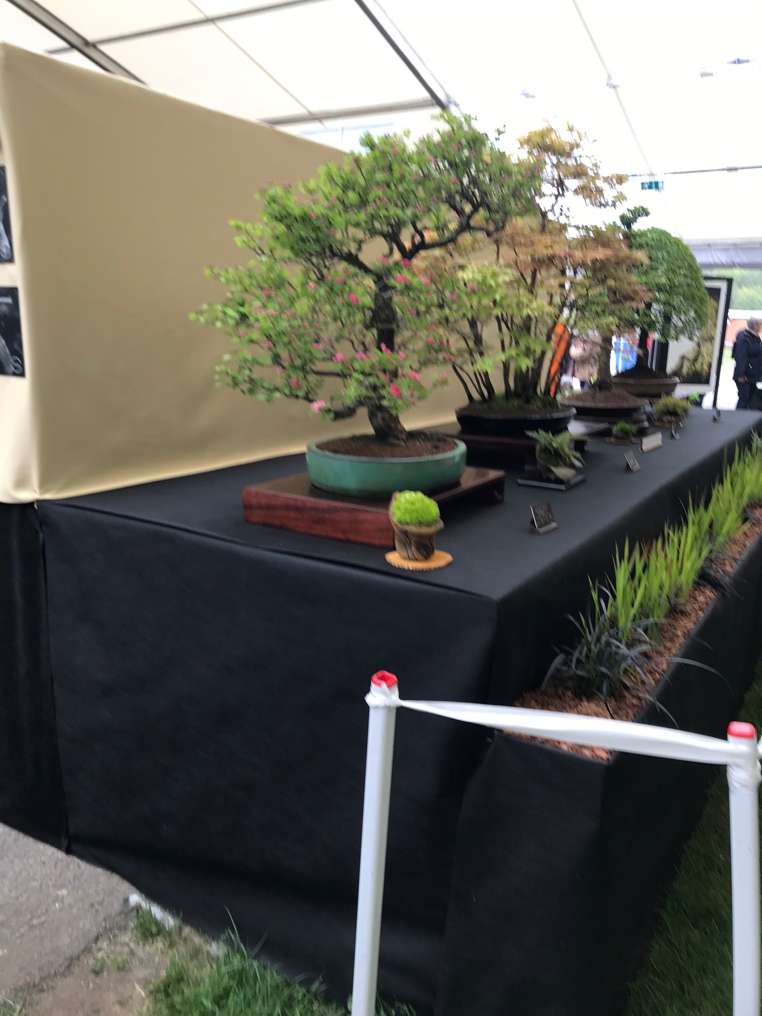 RHS Master Grower John Trott