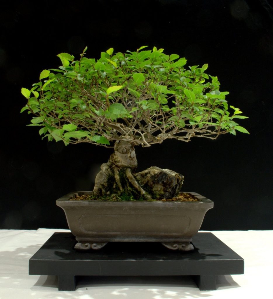July tree of the month - Swindon & District Bonsai
