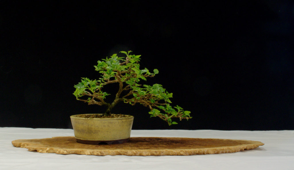 July tree of the month - Swindon & District Bonsai