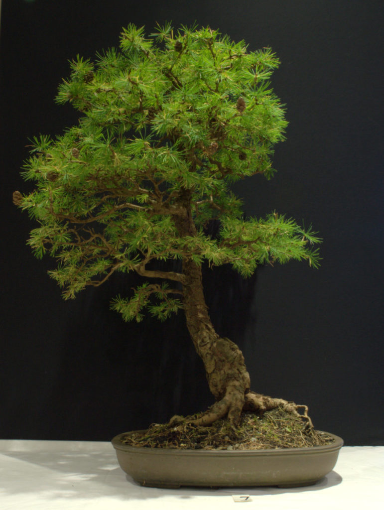August tree of the month - Swindon & District Bonsai
