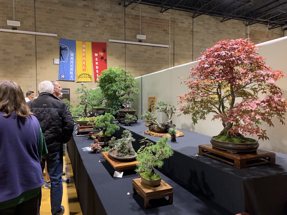 10th Heathrow Bonsai Show