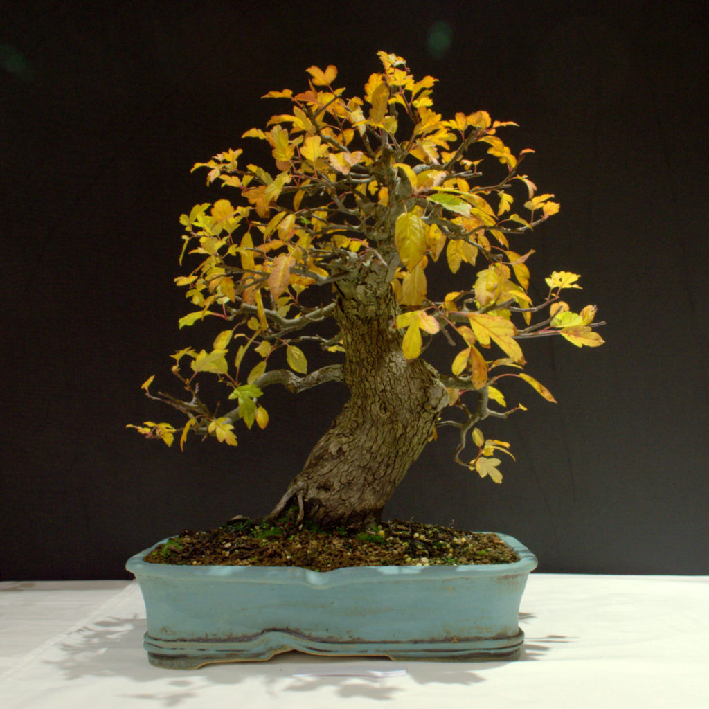 November tree of the month - Swindon & District Bonsai