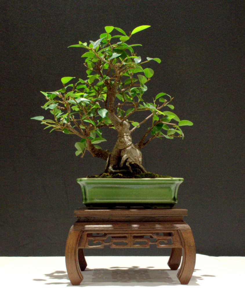 February tree of month - Swindon & District Bonsai