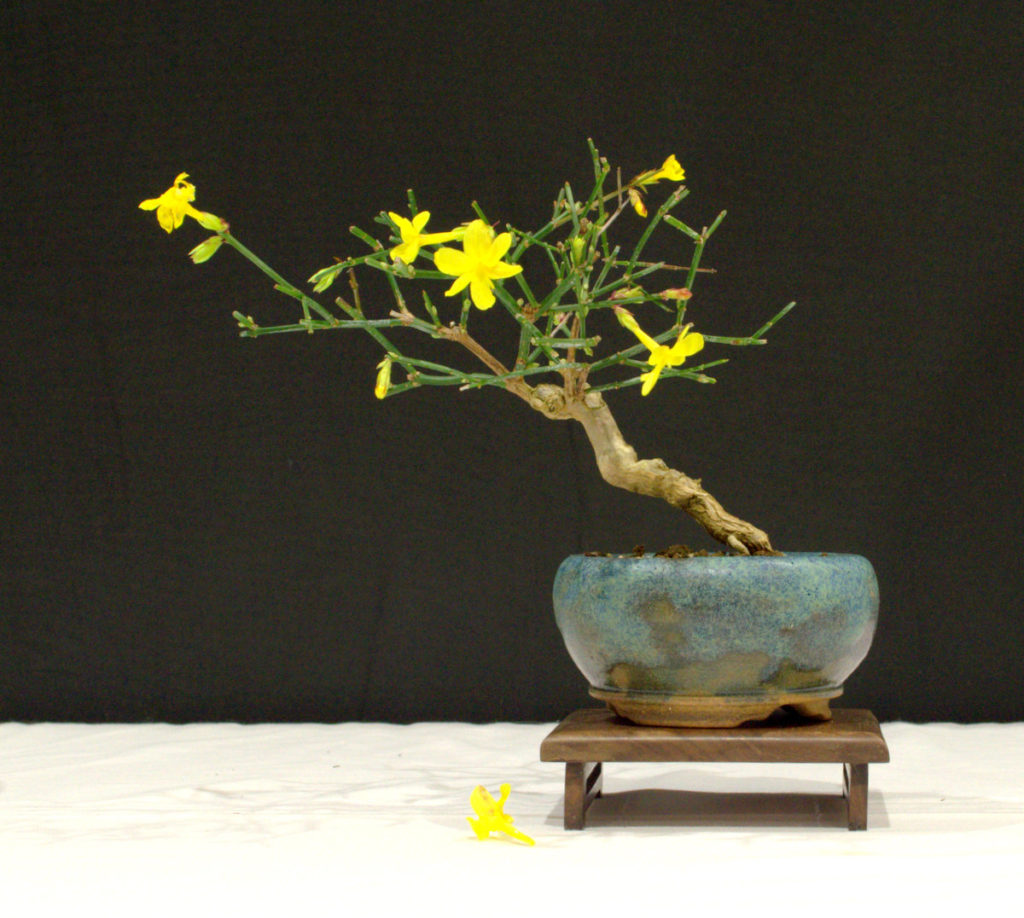 February tree of month - Swindon & District Bonsai