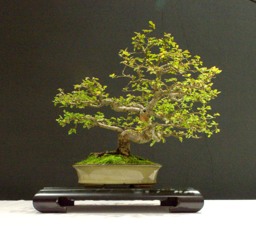 February tree of month - Swindon & District Bonsai