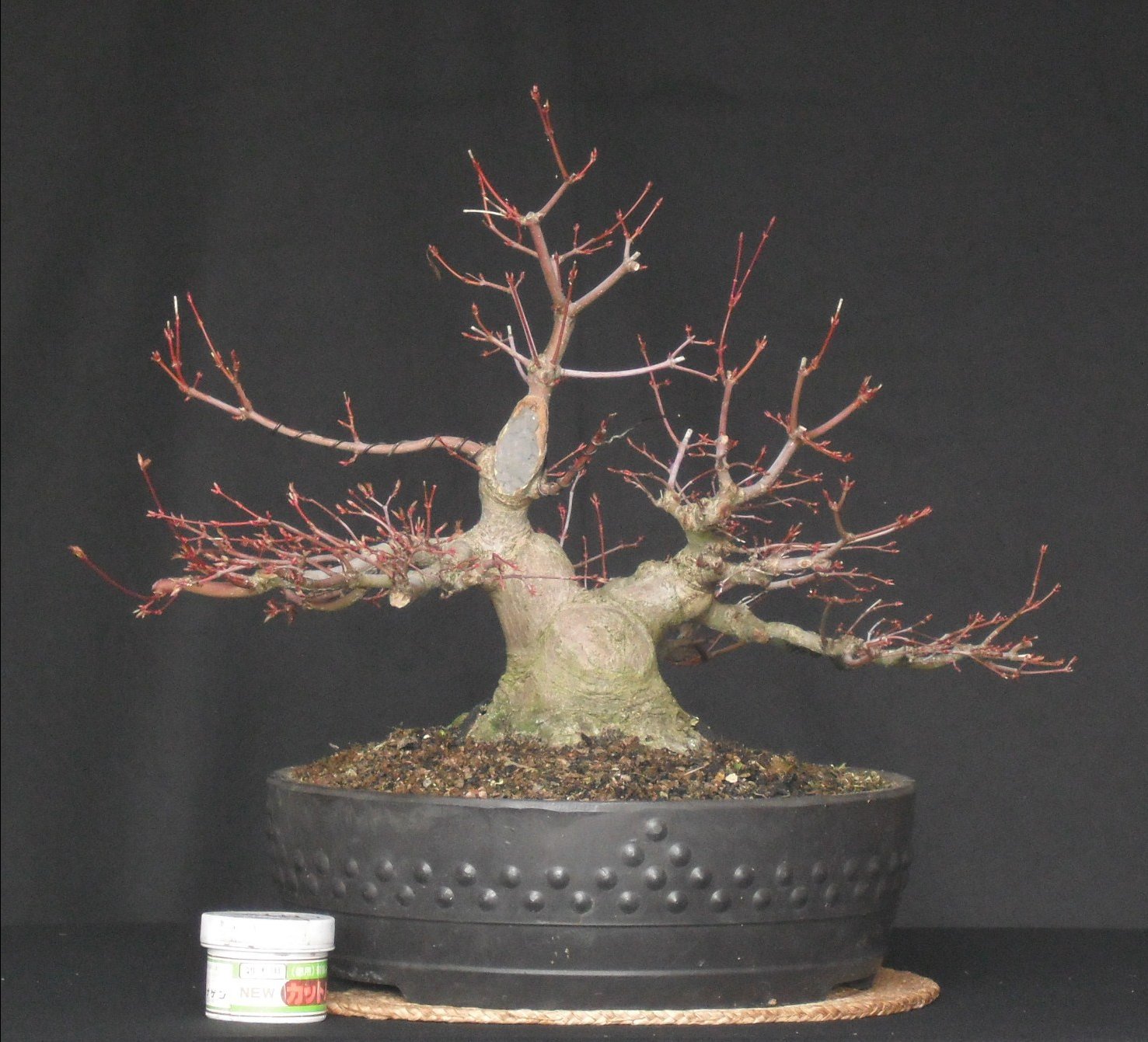 Maple Progression - Swindon & District Bonsai