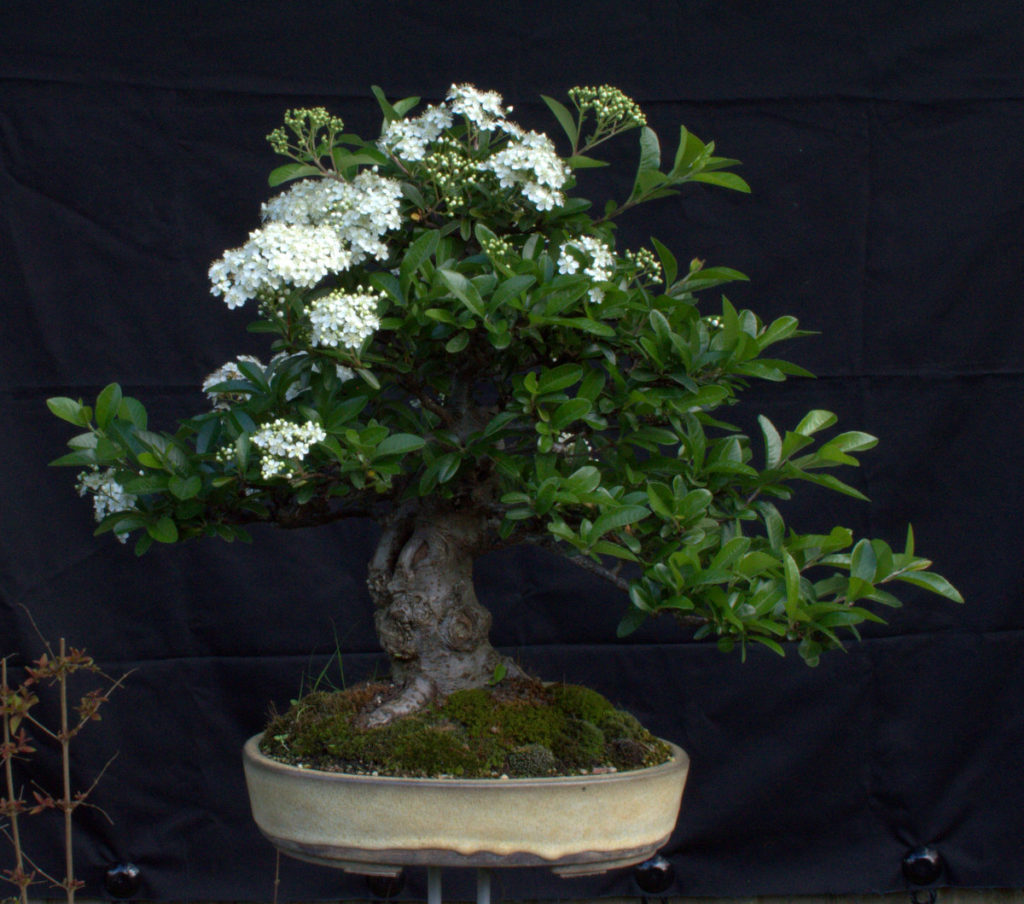 Spring bonsai delights - Swindon & District Bonsai