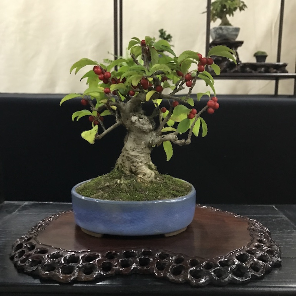 Bonsai berries bonanza - Swindon & District Bonsai
