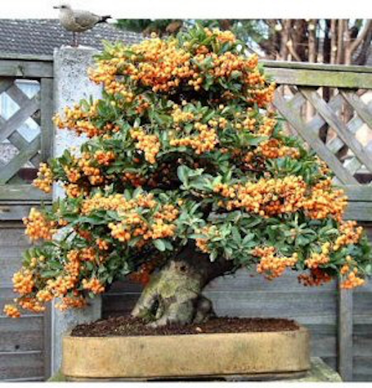 Bonsai berries bonanza - Swindon & District Bonsai