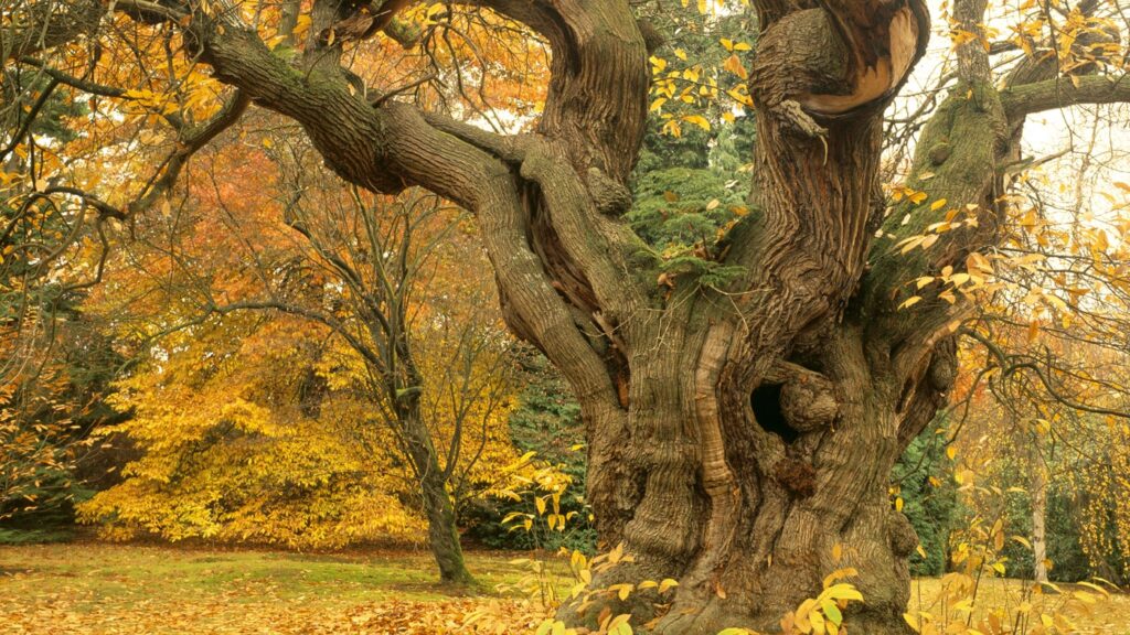 Ulmus pumila - Swindon & District Bonsai