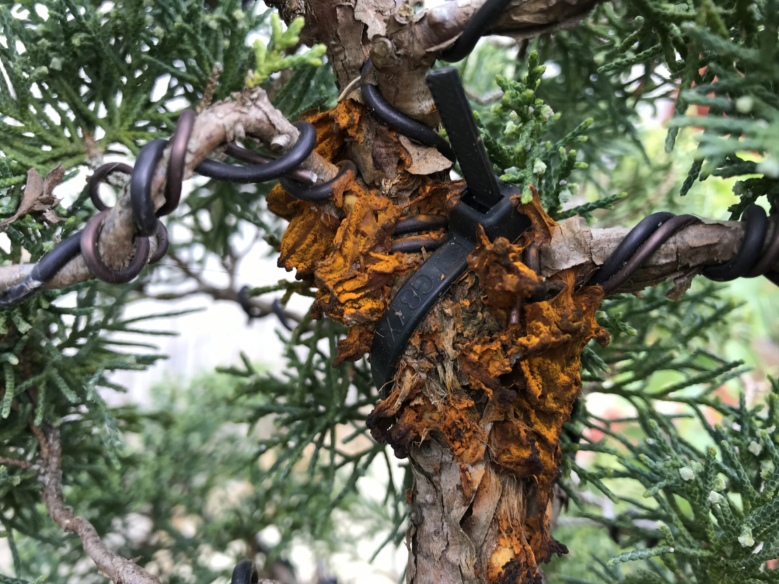 Fungus on Juniper - Swindon & District Bonsai