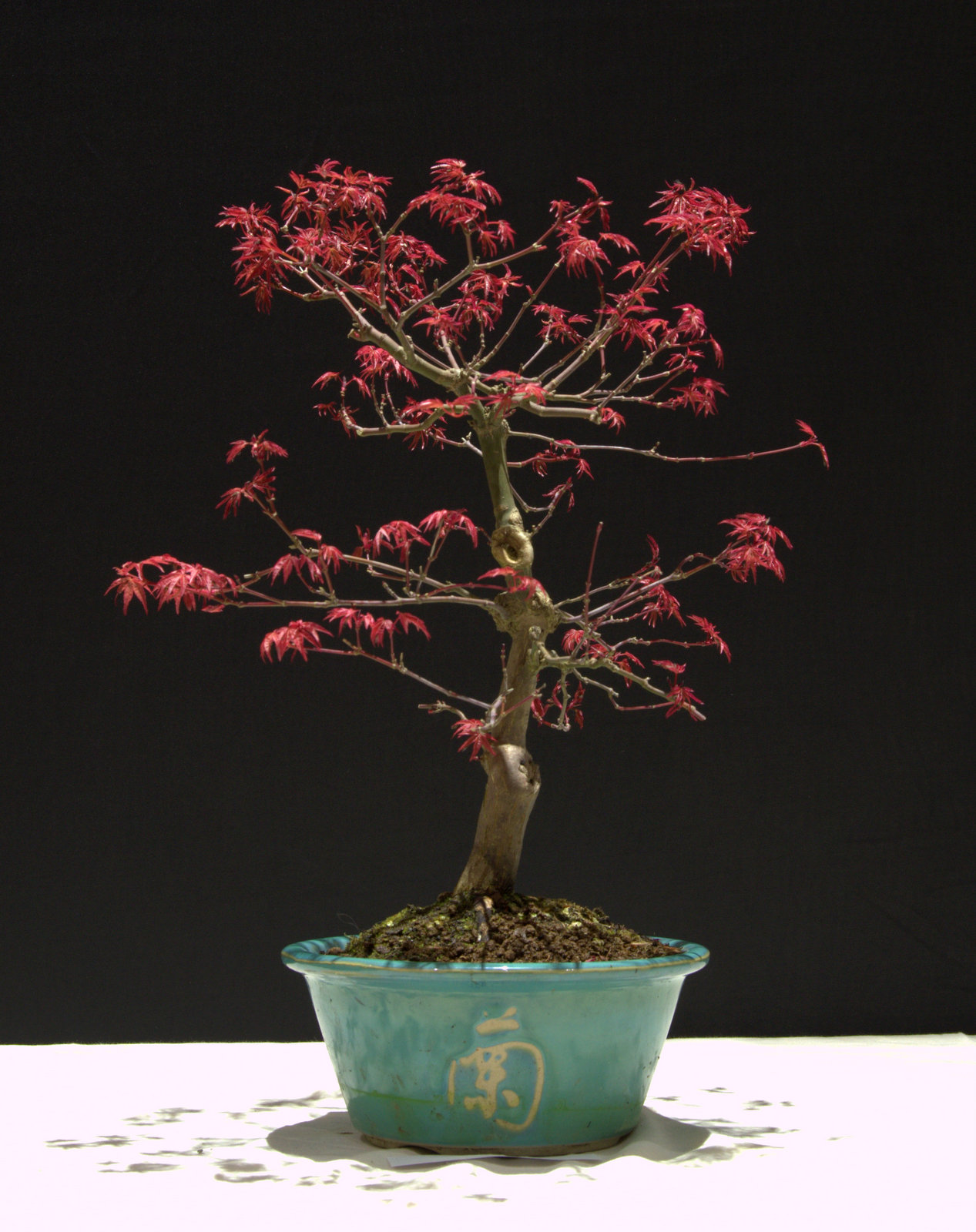 April tree of the month